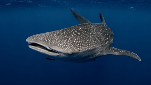 Scientists Discover Terrifying Two-Headed Shark In Mediterranean Sea
