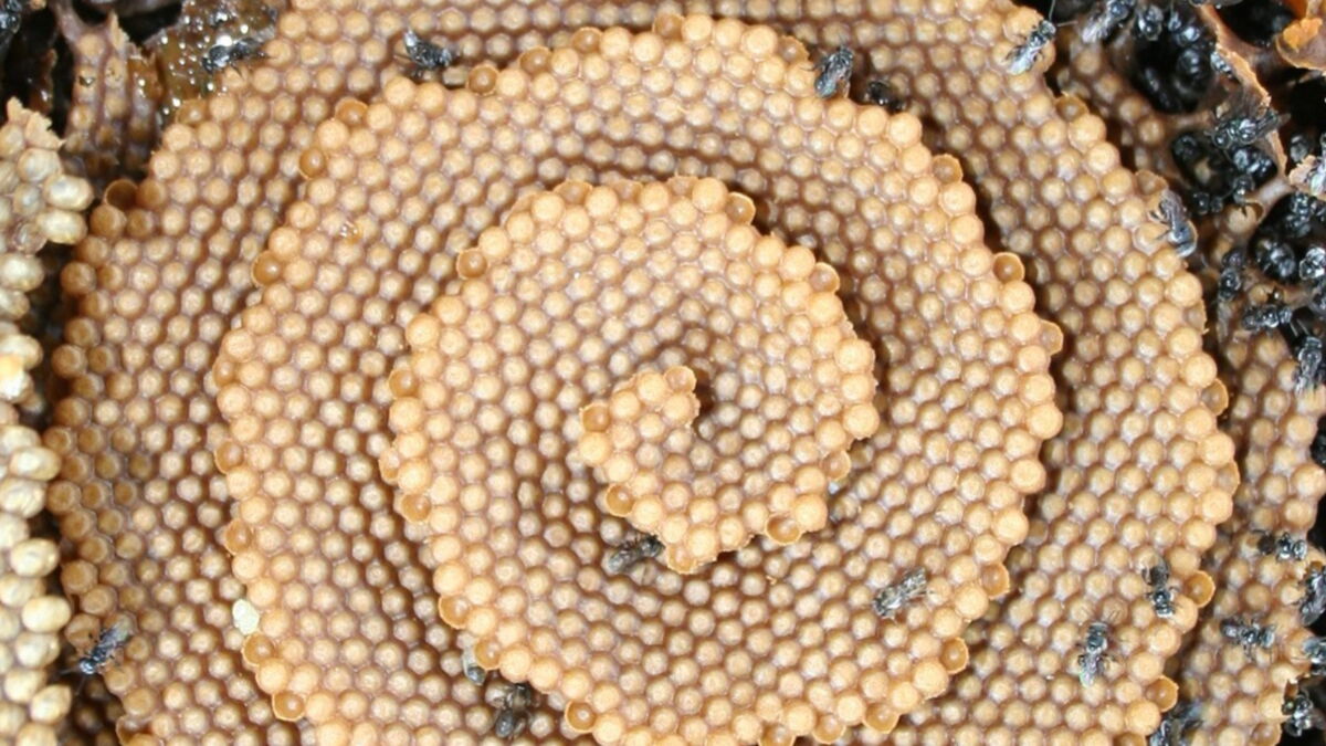 Australian Bees Are Creating Stunning Spiral Shaped Hives, Leaving ...