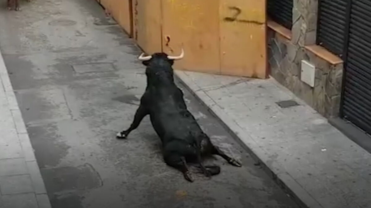Shocking Footage Of Bull Dragging Himself Along After Breaking Both Of ...