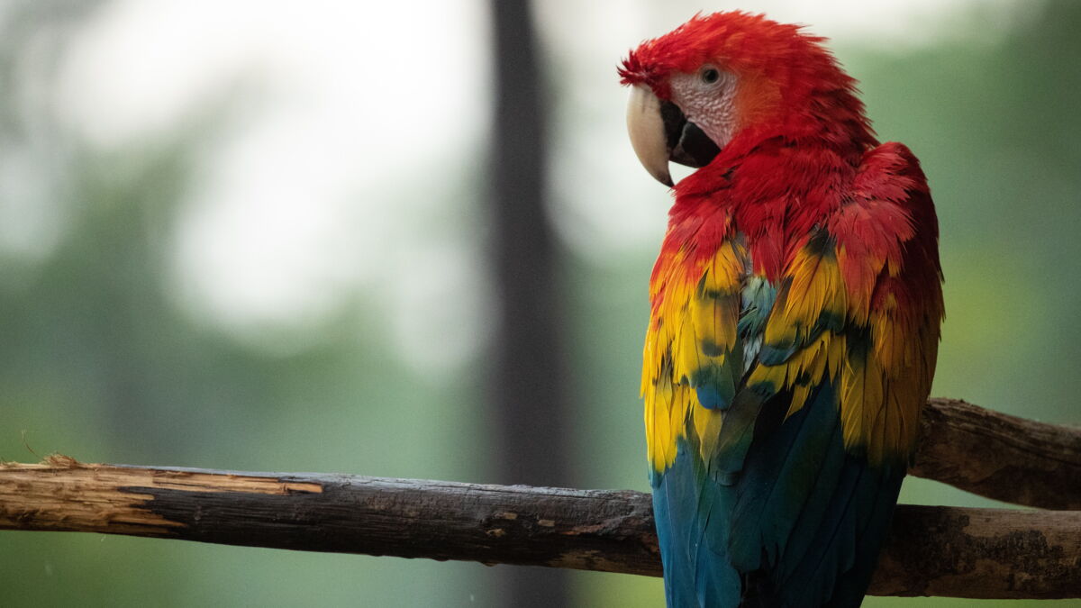 Drug-Addicted Parrots Are Spreading Terror On Indian Farms