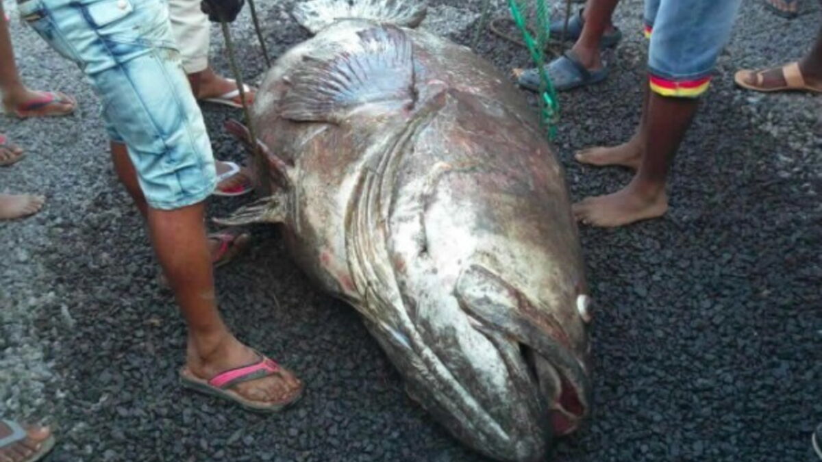 They Couldn't Believe Their Eyes When This Giant Fish Washed Up Onshore