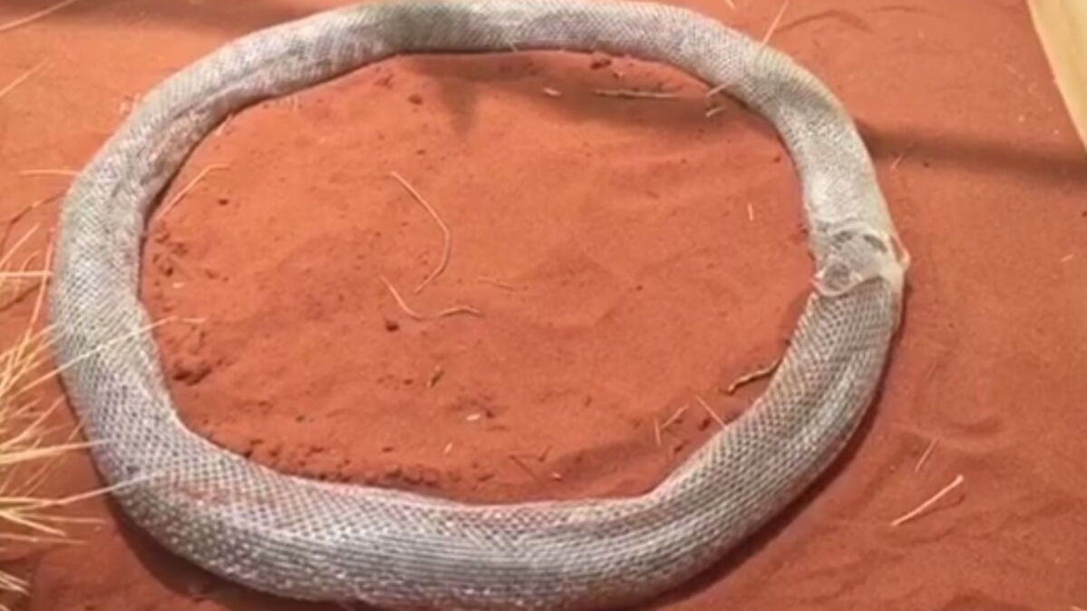 This Python Shed Its Skin - Then Got Stuck Inside It