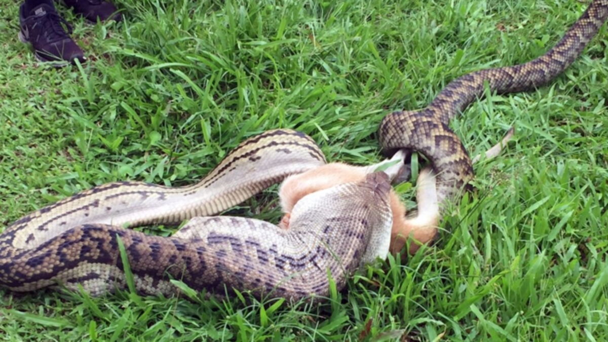 Shocking Clip Shows The Cruel Side Of Nature As Python Swallows Wallaby ...