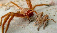 He Discovered A Terrifying ‘Half Spider, Half Scorpion’ While Working ...