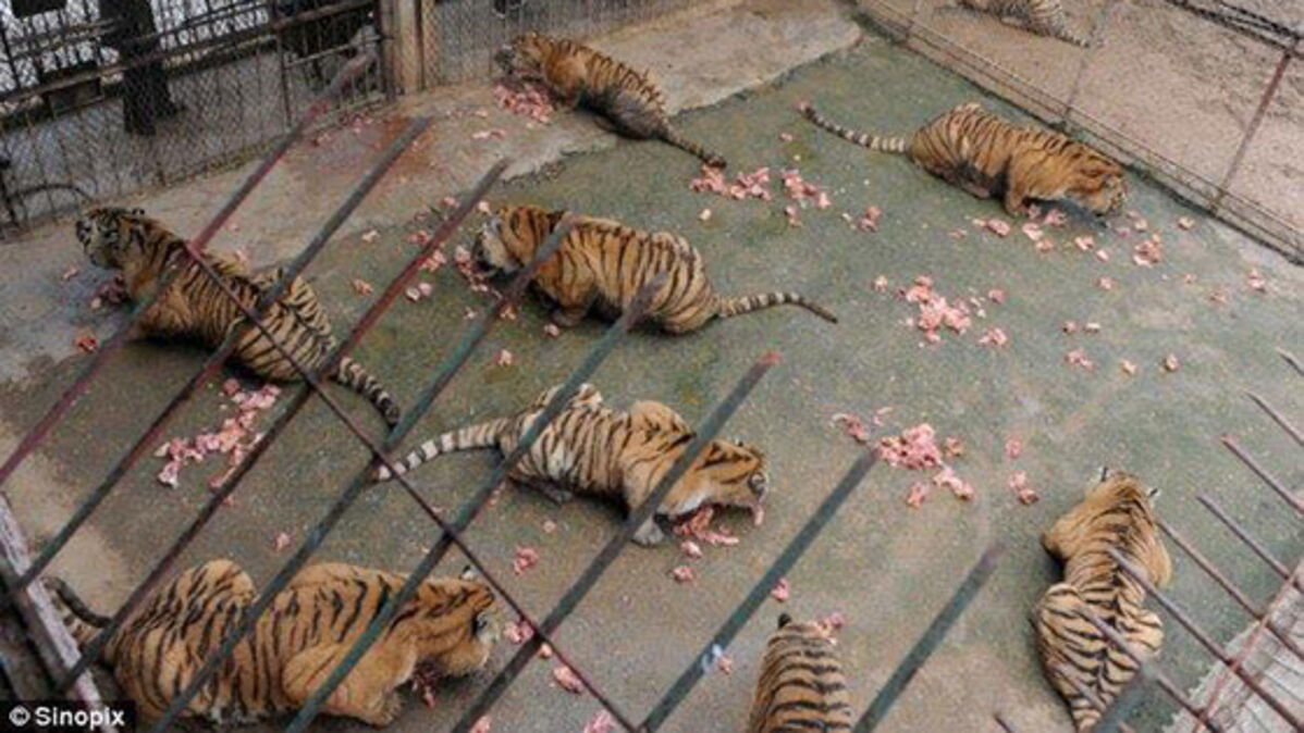 Tiger Bone Wine - The Chinese Remedy May Fight Rheumatism But Not Cruelty