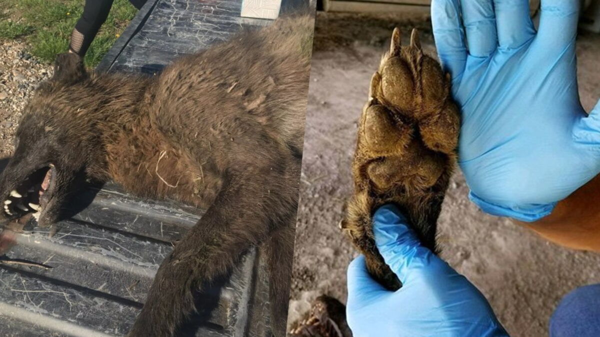 After This Animal Was Shot In The US, Authorities Discovered Something ...