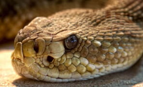 This 3-Headed Snake Was Found In Northern Australia!