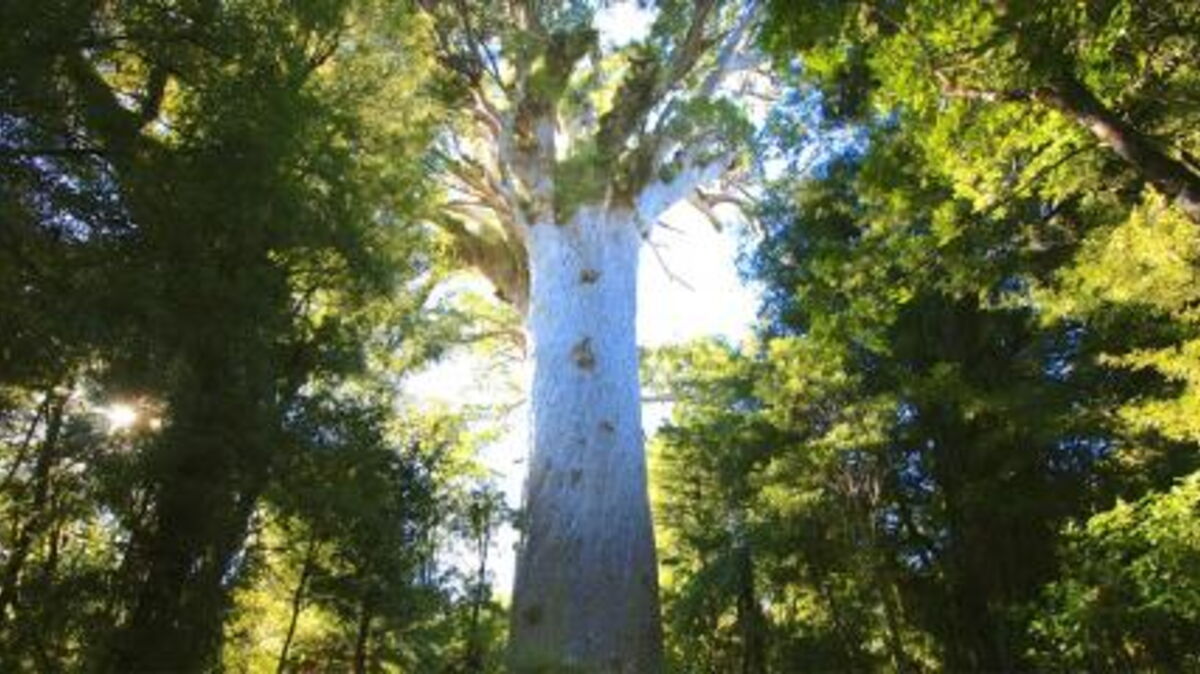 Tāne Mahuta, The Most Sacred Tree In New Zealand Is In Danger