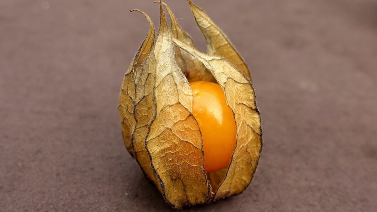 Meet The Earth Cherry - The New Superfruit With Properties Scientists ...