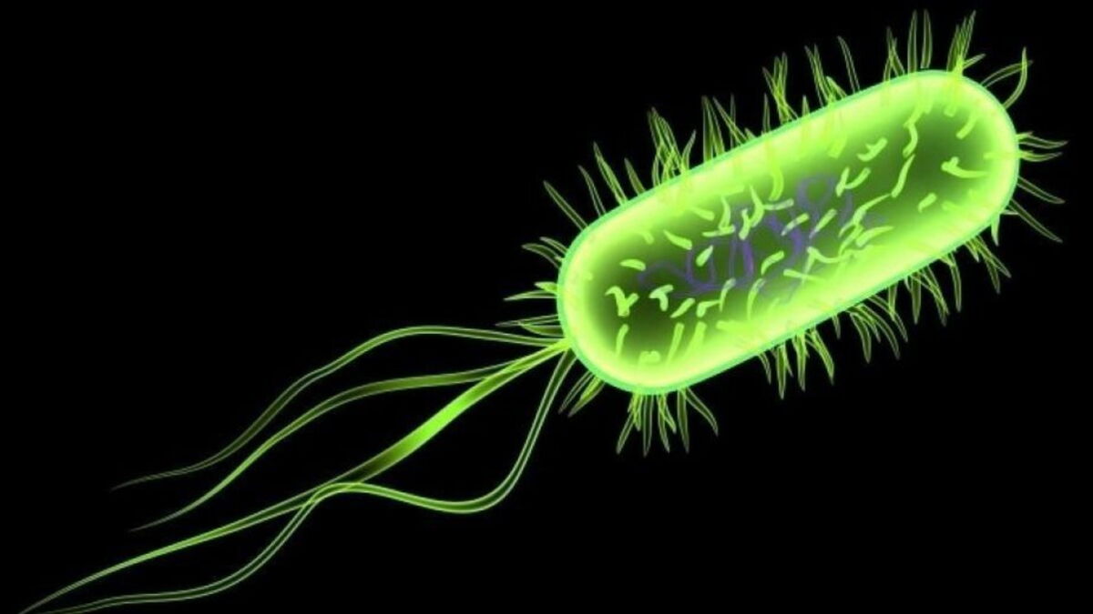 E. Coli: Infection, Symptoms, Treatment, Contagious?