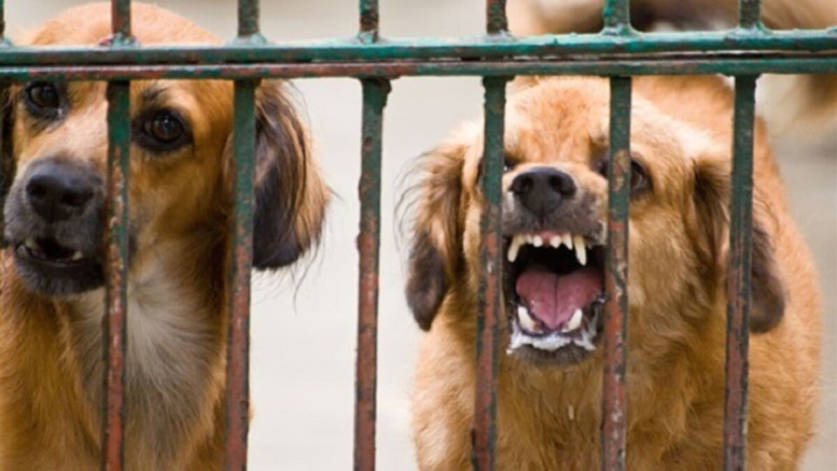 What Is Rabies In Humans Like? Symptoms, Treatment, Vaccine, Side Effects