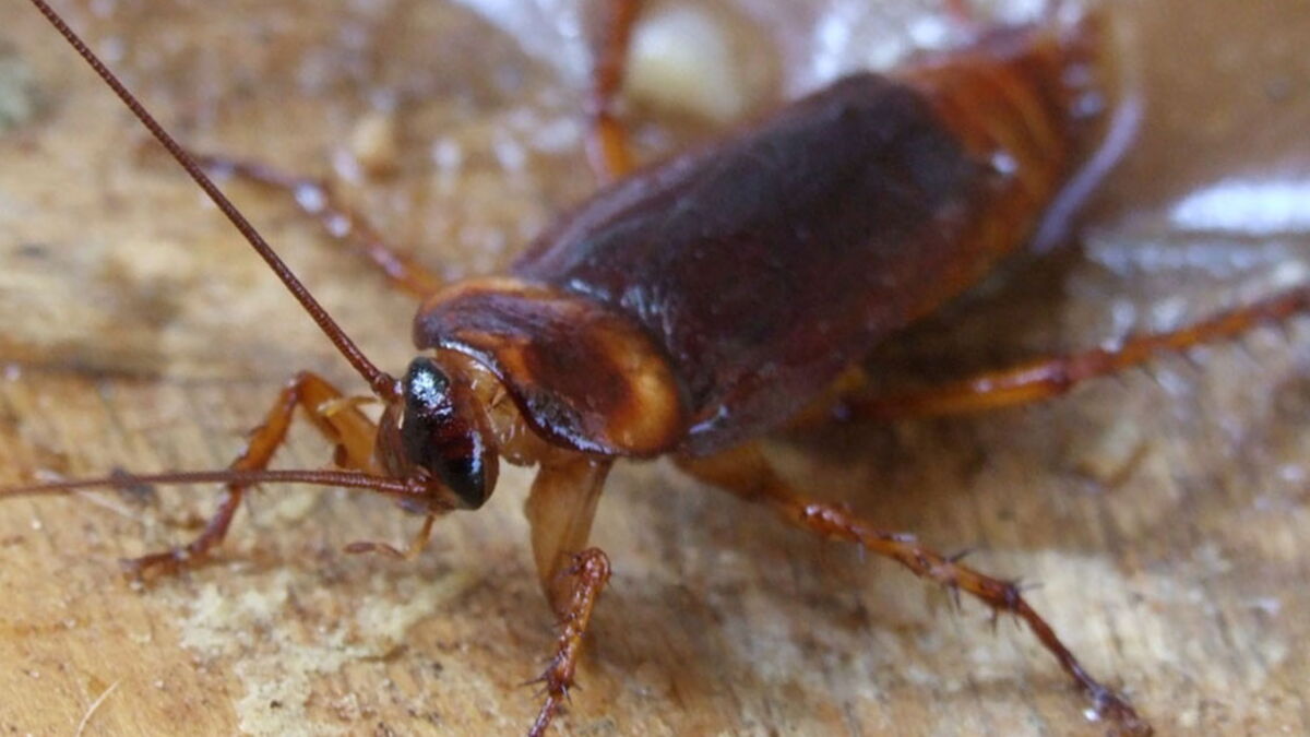 Cockroaches Will Outlive All Of Us: Here's Why