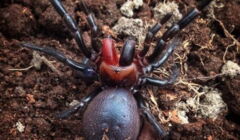 Meet Bagheera kiplingi: The only vegetarian spider in the world