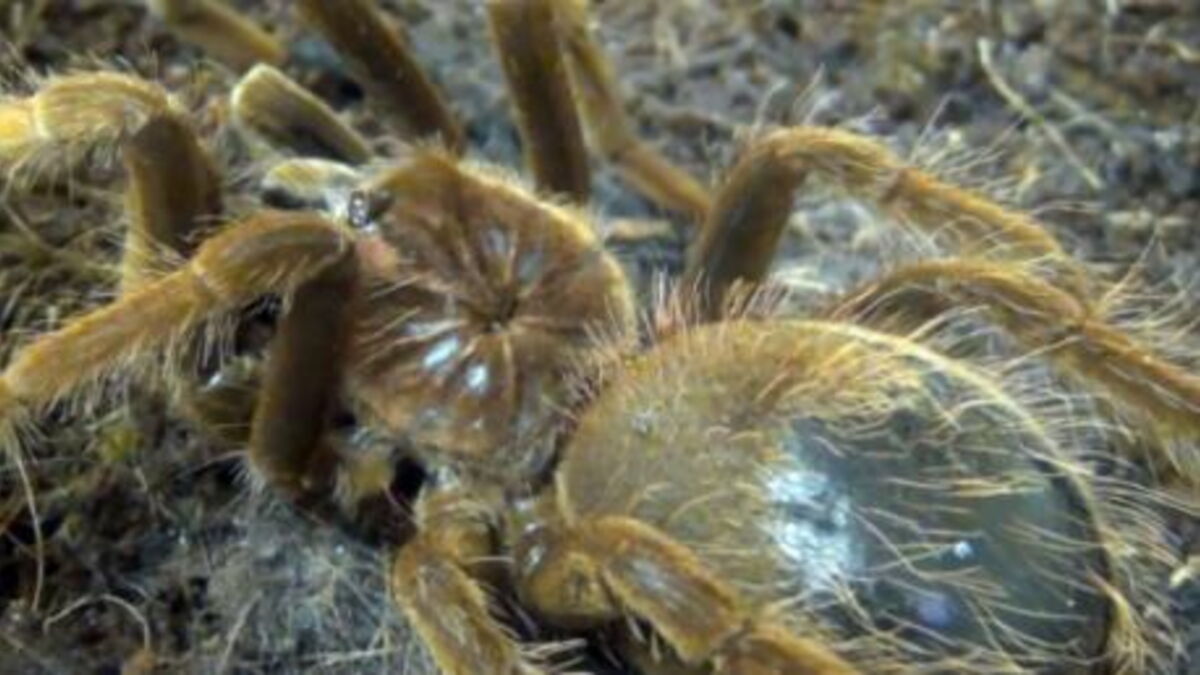 This Sped-Up Footage Of A Tarantula Moulting Will Blow Your Mind