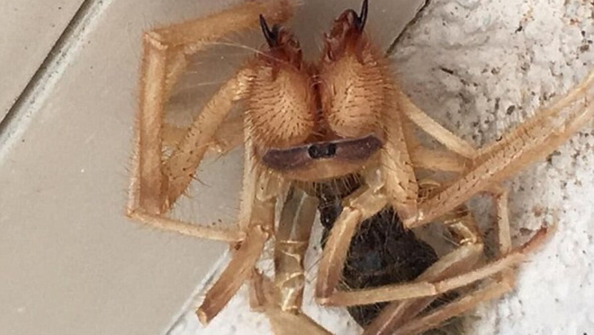 He Discovered A Terrifying ‘Half Spider, Half Scorpion’ While Working ...