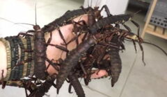 He Discovered A Terrifying ‘Half Spider, Half Scorpion’ While Working ...