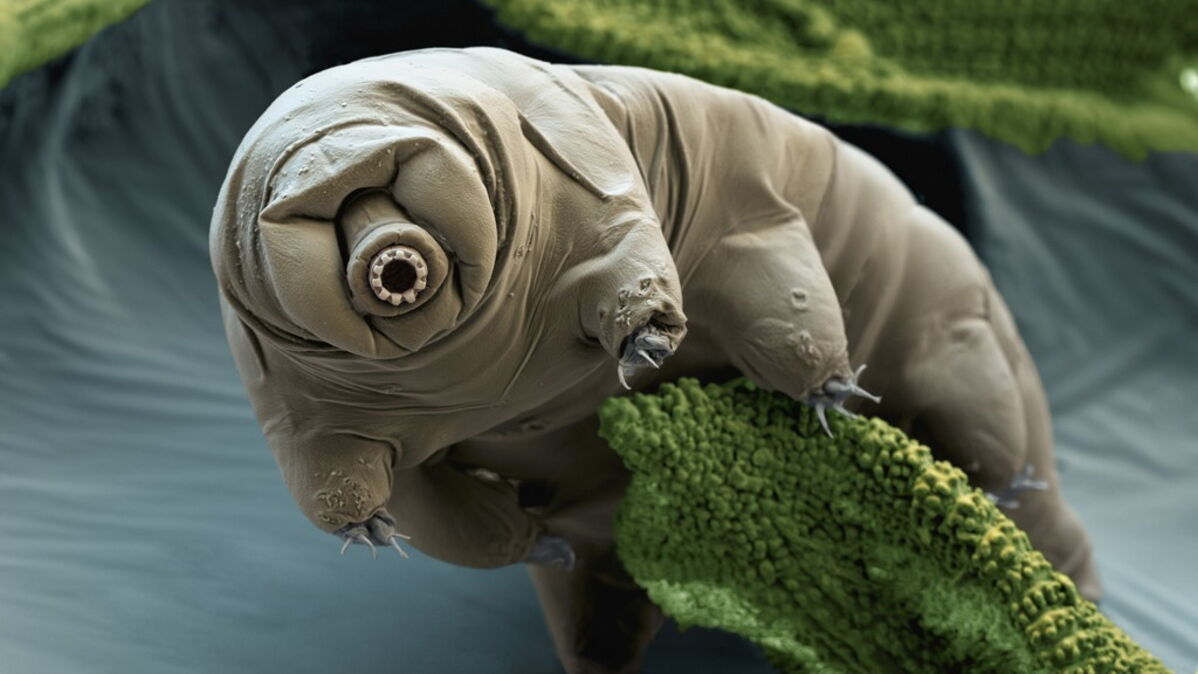 This Incredible Creature Is Almost Indestructible, And It's Found All ...