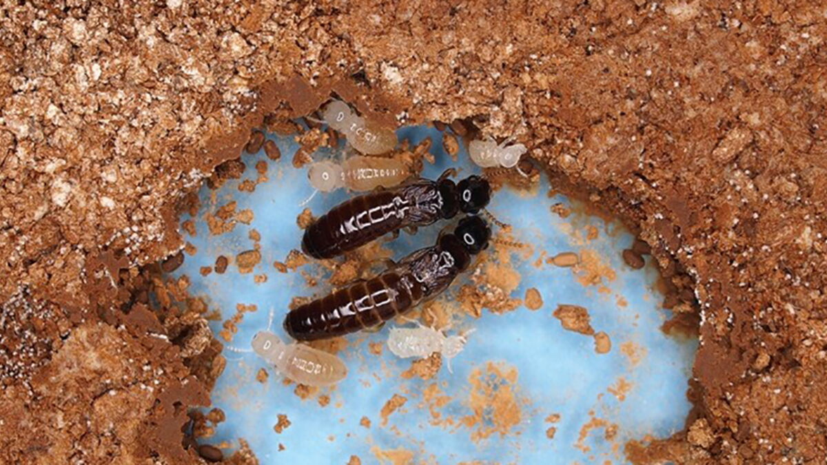 Termite Colonies Thrive In Japan Without The Presence Of A Single Male