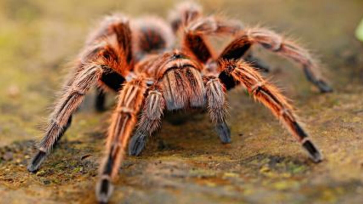 Hey, arachnophobes! This study holds the cure to your fear