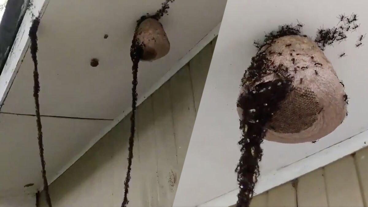 Incredible Video Filmed In Brazil Shows An Army Of Ants Attacking A ...