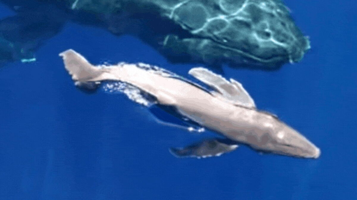 The Incredible Moment A Baby Humpback Whale Is Captured On Camera 20 ...