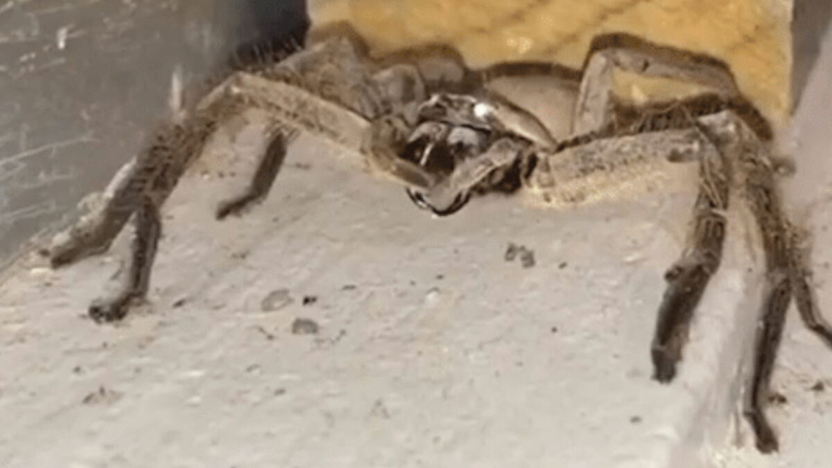 Gigantic Huntsman Spider Cleans Her Fangs And People Can't Decide If It ...