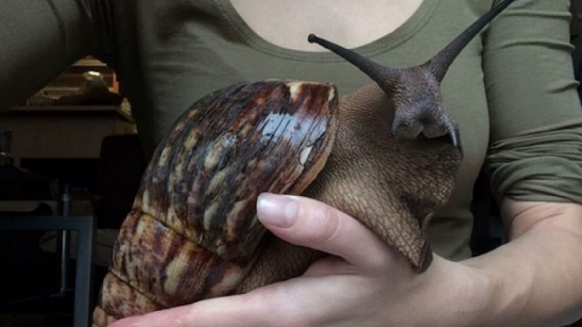 This African snail may look docile – but it’s actually dangerously ...