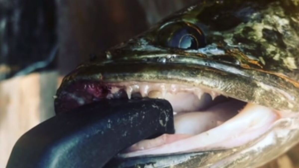 Snakehead Invasion: These Dangerous Fish Can Survive For Days On Land