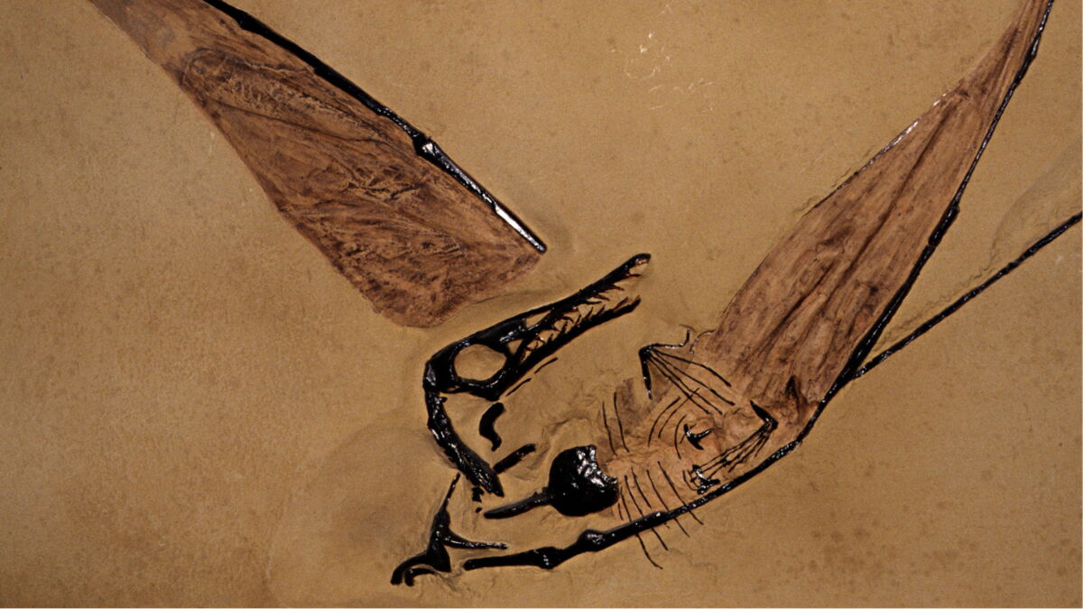 The graveyard of ancient flying monsters has been discovered in Chile