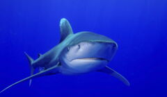 An extremely rare shark has been captured alive in Portugal