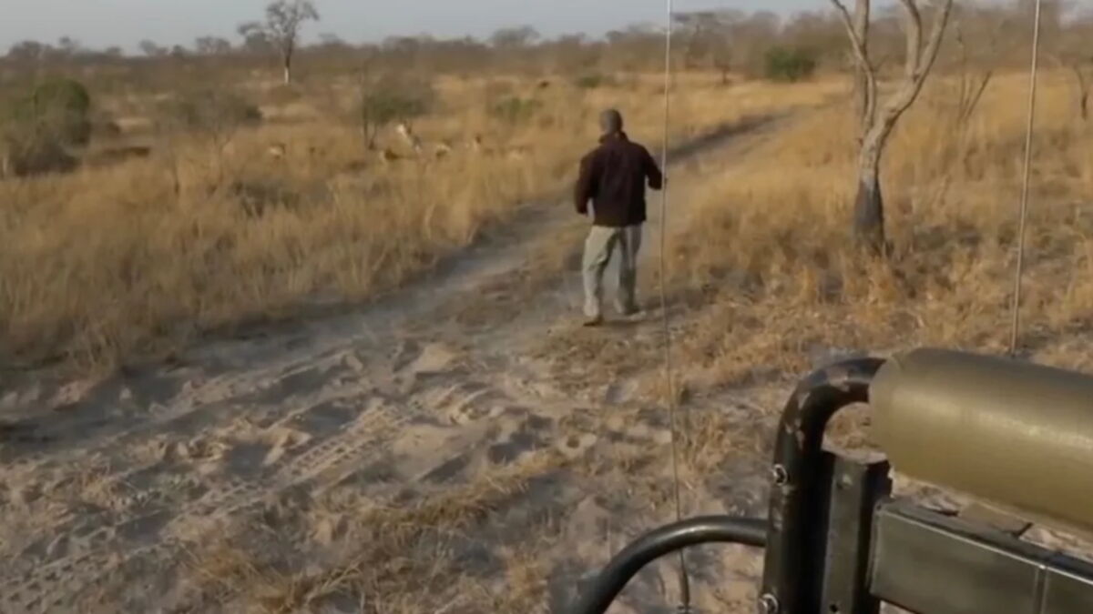 This Guide Was Tracking Lions When He Got The Fright Of His Life