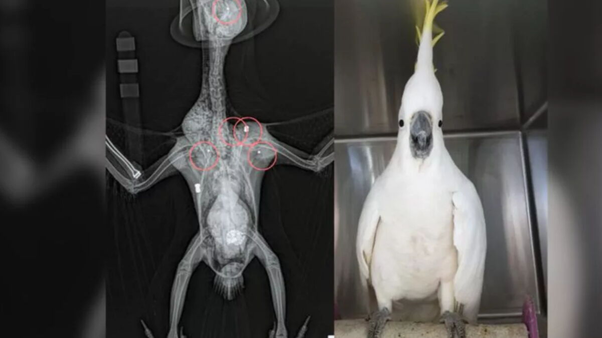 A Cockatoo Miraculously Survives After Being Shot Five Times
