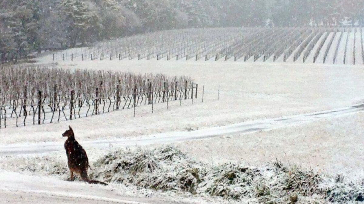 Rare Images Of Kangaroos Hopping Through The Snow