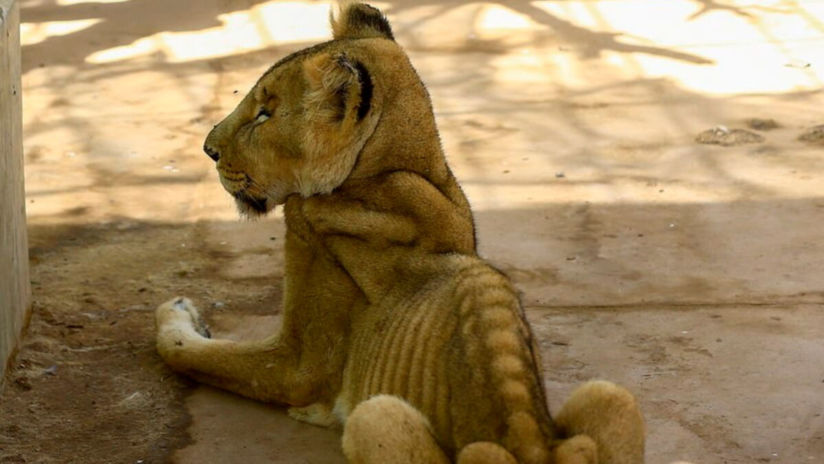 Heart-breaking Images Reveal Starving Lions In Horrifying Conditions In ...