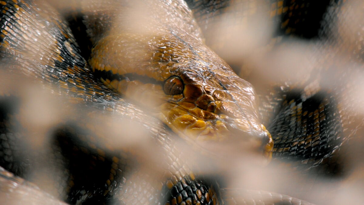 This giant python was caught on camera swallowing an entire crocodile