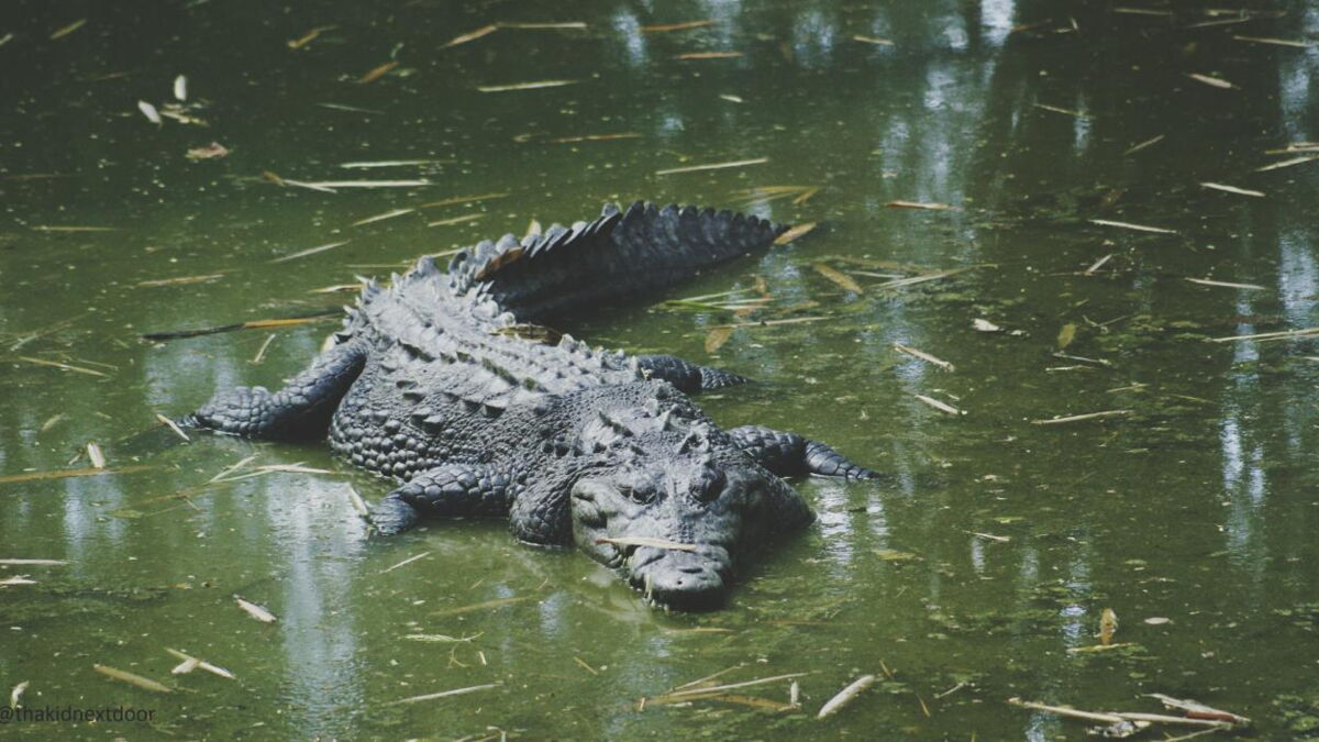 Villagers in Sri Lanka Were Able to Save the Life of an Enormous Crocodile