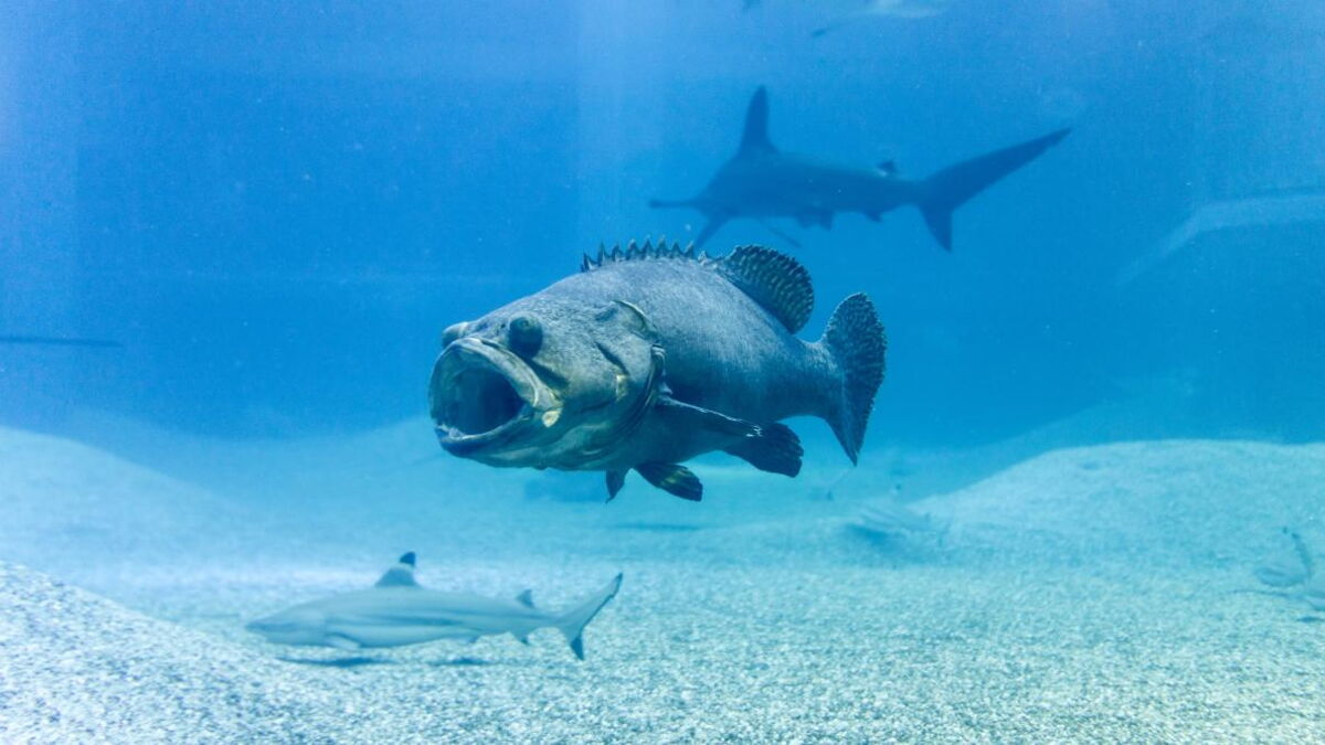 These Fishermen Caught A Shark, But It Was Stollen From Them By A Huge ...