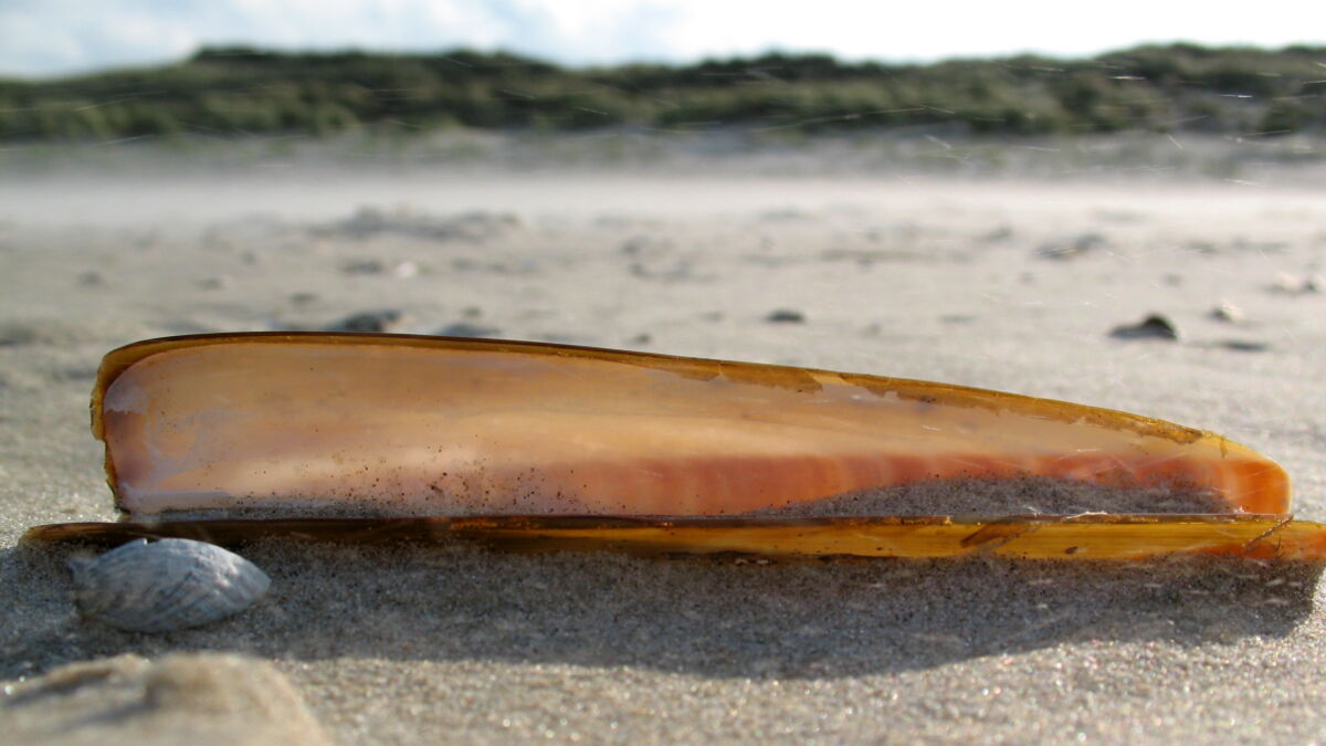 He Poured Salt on the Sand and a Strange Creature Immediately Appeared