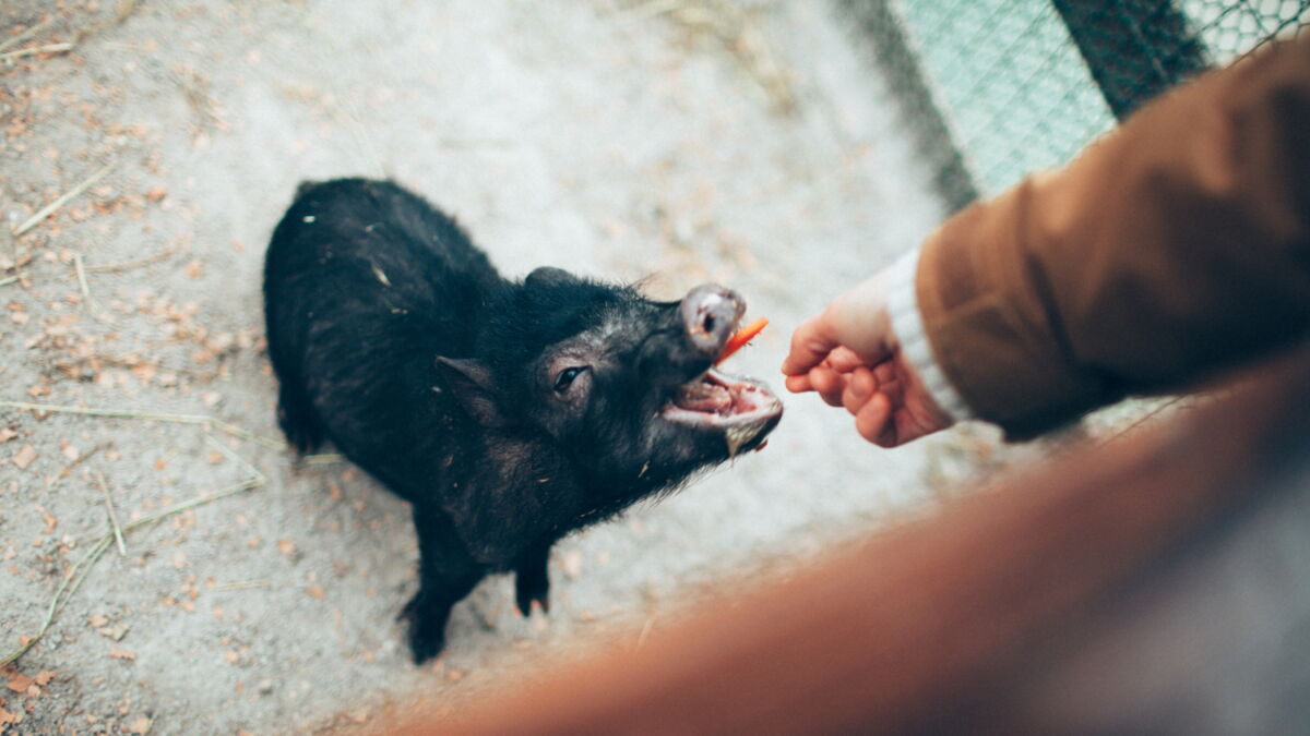Experiment Shows Pigs Are Capable of Communicating With Humans