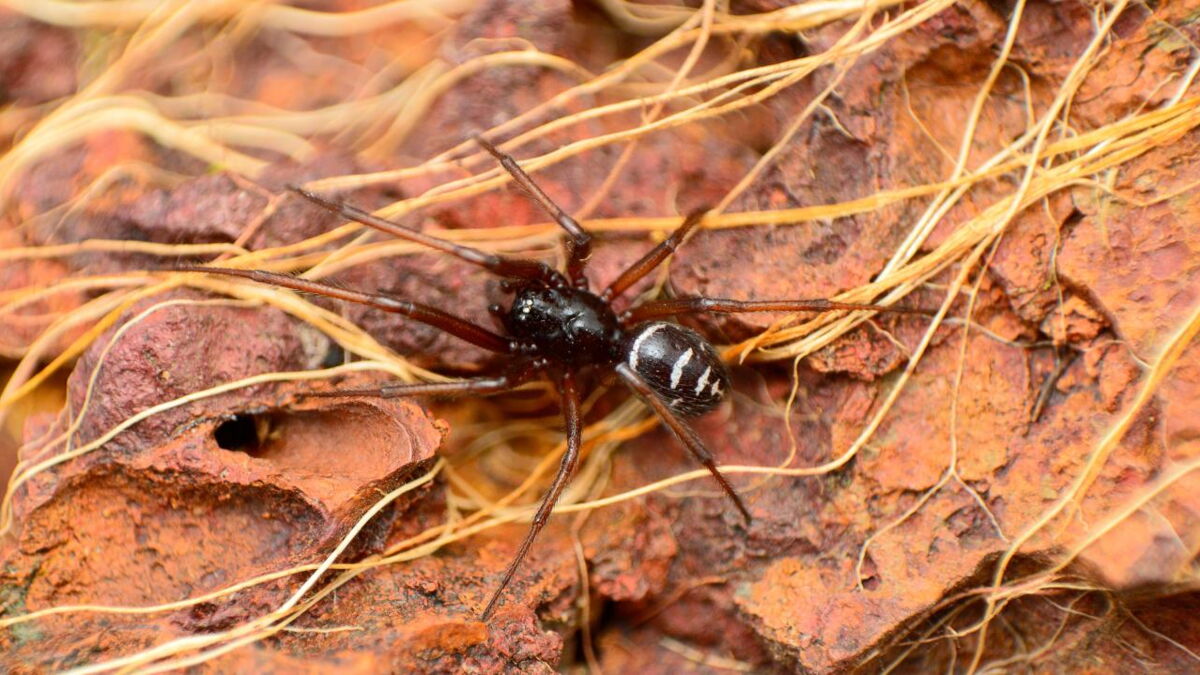 People aren't the only ones in lockdown as false widow sightings surge ...