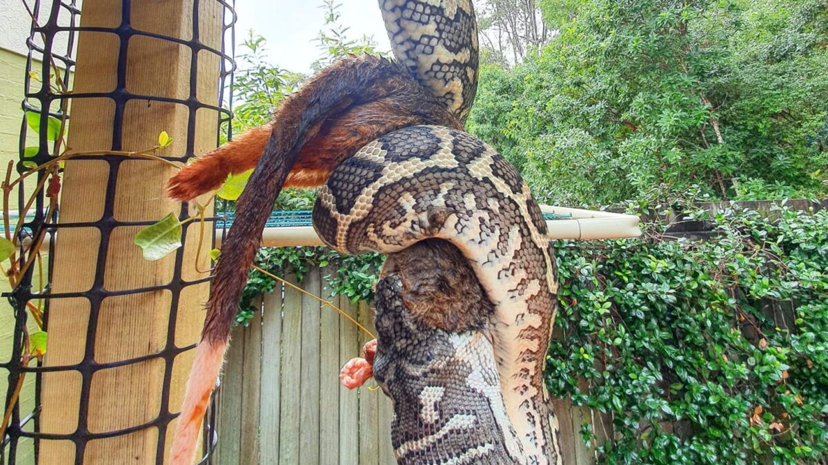This huge carpet python devours a possum in an upside down stunt