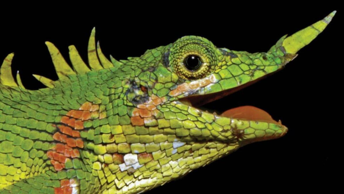 Lizard Lost to Science For 130 Years Has Finally Been Rediscovered