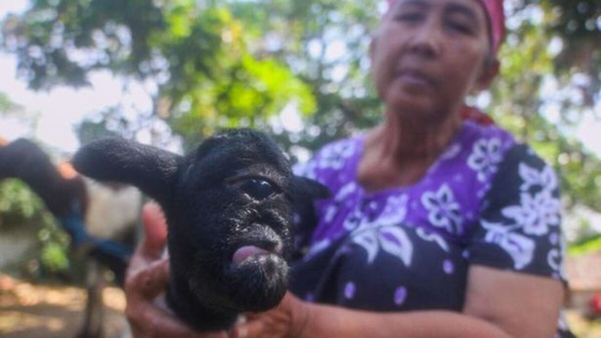 Farmer left baffled after his sheep gave birth to a rare cyclops lamb