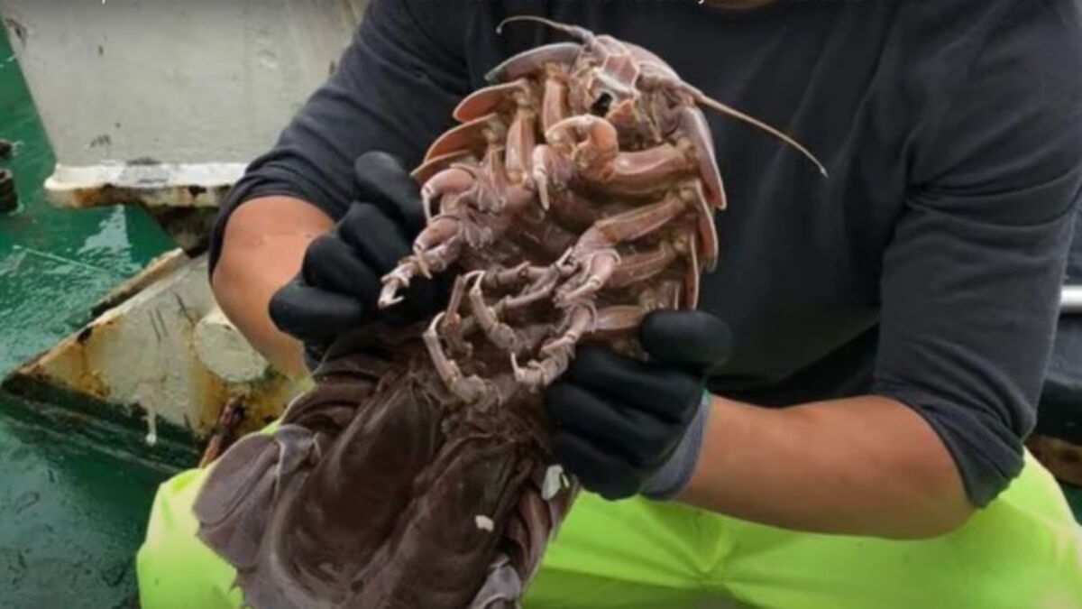 Researchers discover a new sea creature dubbed the Darth Vader of the sea