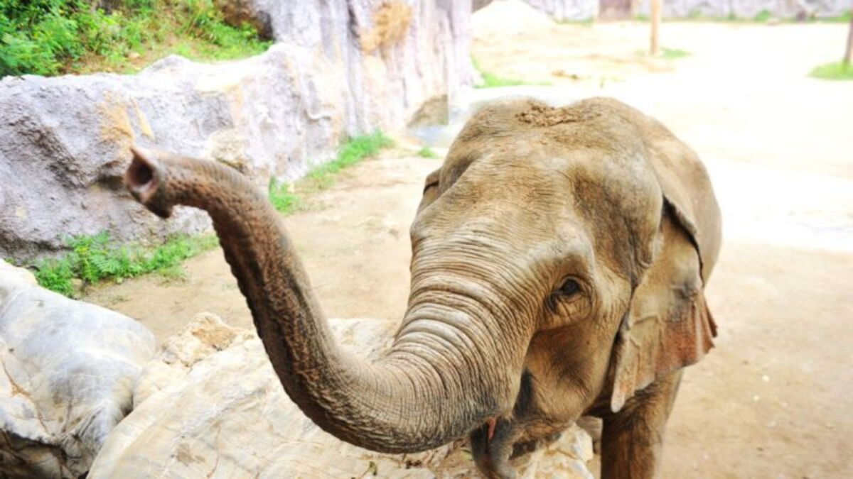 Cannabis for Elephants Is a Surprising Anti-Stress Method Used by This ...