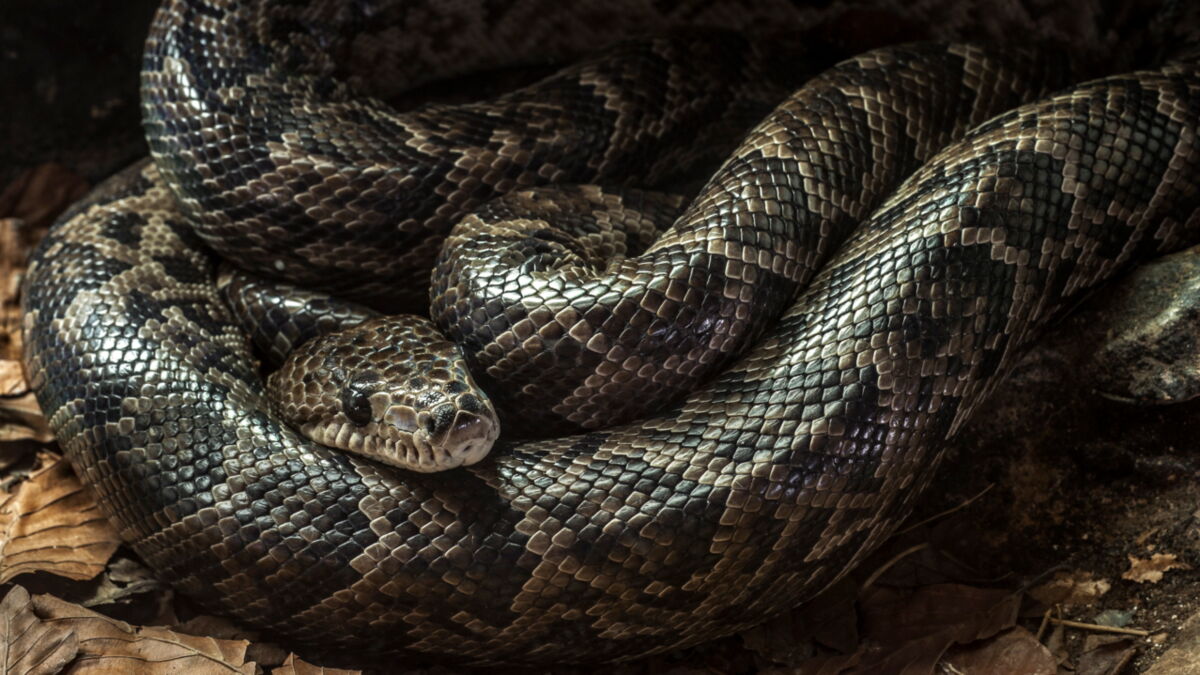 Good News: Snakes Have Been Found Hunting In Packs