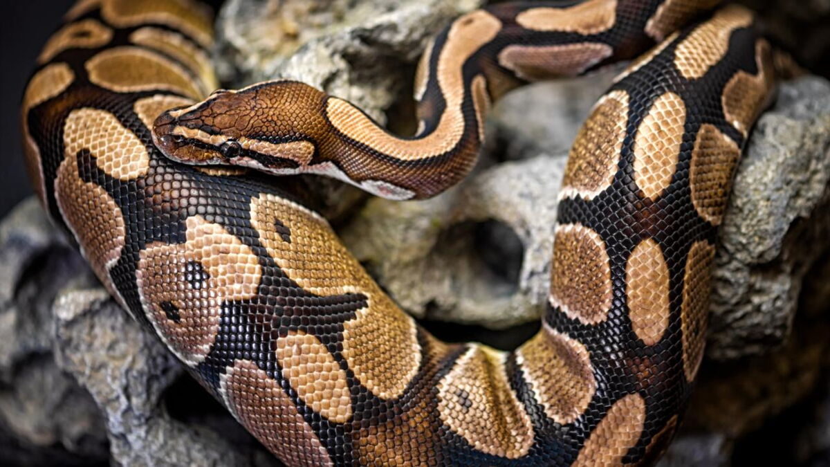 They Were In The Middle Of A Meeting When An Enormous Python Fell ...