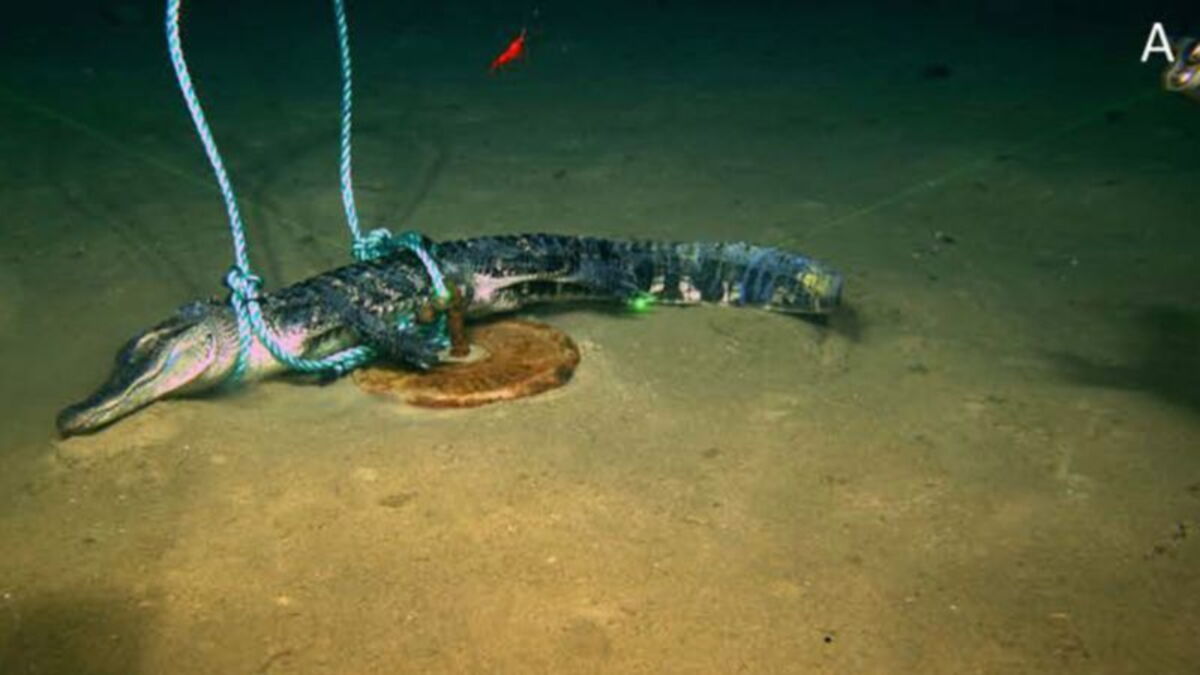 By dropping alligators into the sea, scientists have made an incredible ...