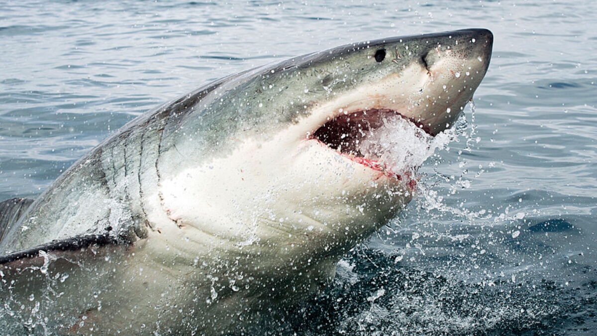 You'll never see a great white shark in an aquarium and there's a good ...