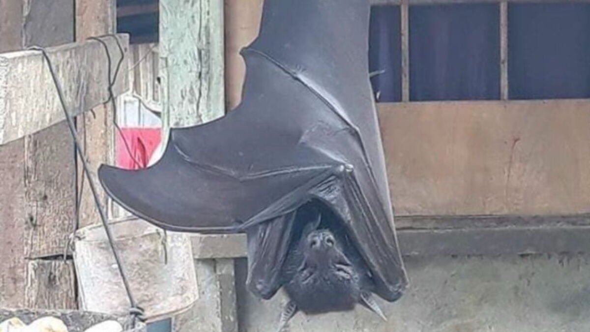 This human sized bat has taken the internet by storm... You have to see ...